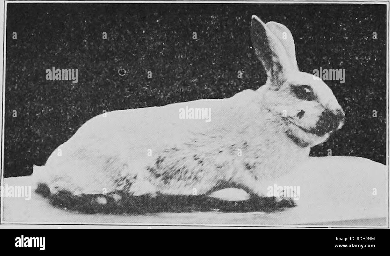 Show room rabbit exhibition hi-res stock photography and images - Alamy