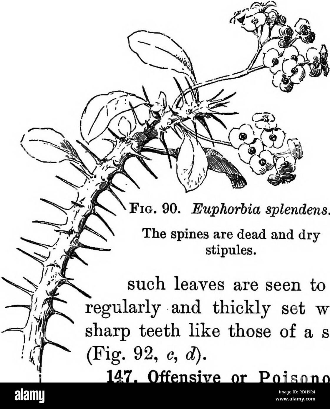 Euphorbia Flower Diagram