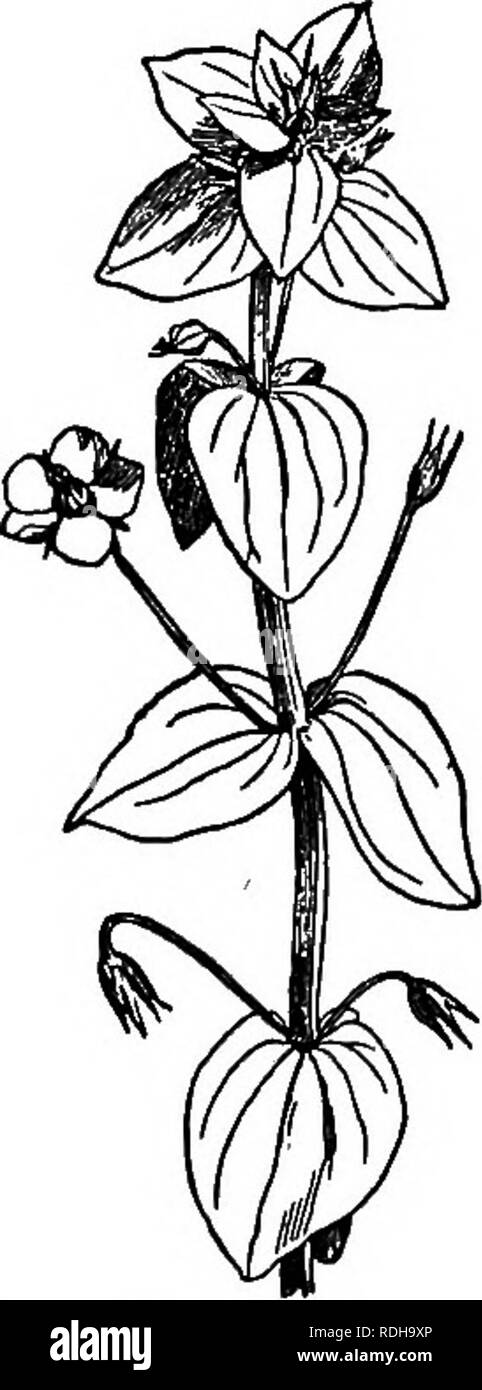 . Elements of botany. Botany; Botany. CHAPTER Xiy. Inflorescence, or ...