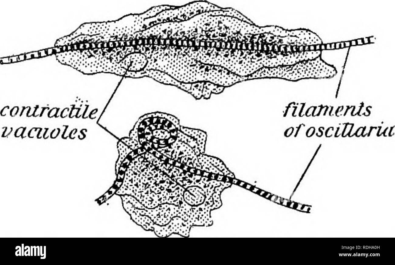 Conidium Black and White Stock Photos & Images - Alamy