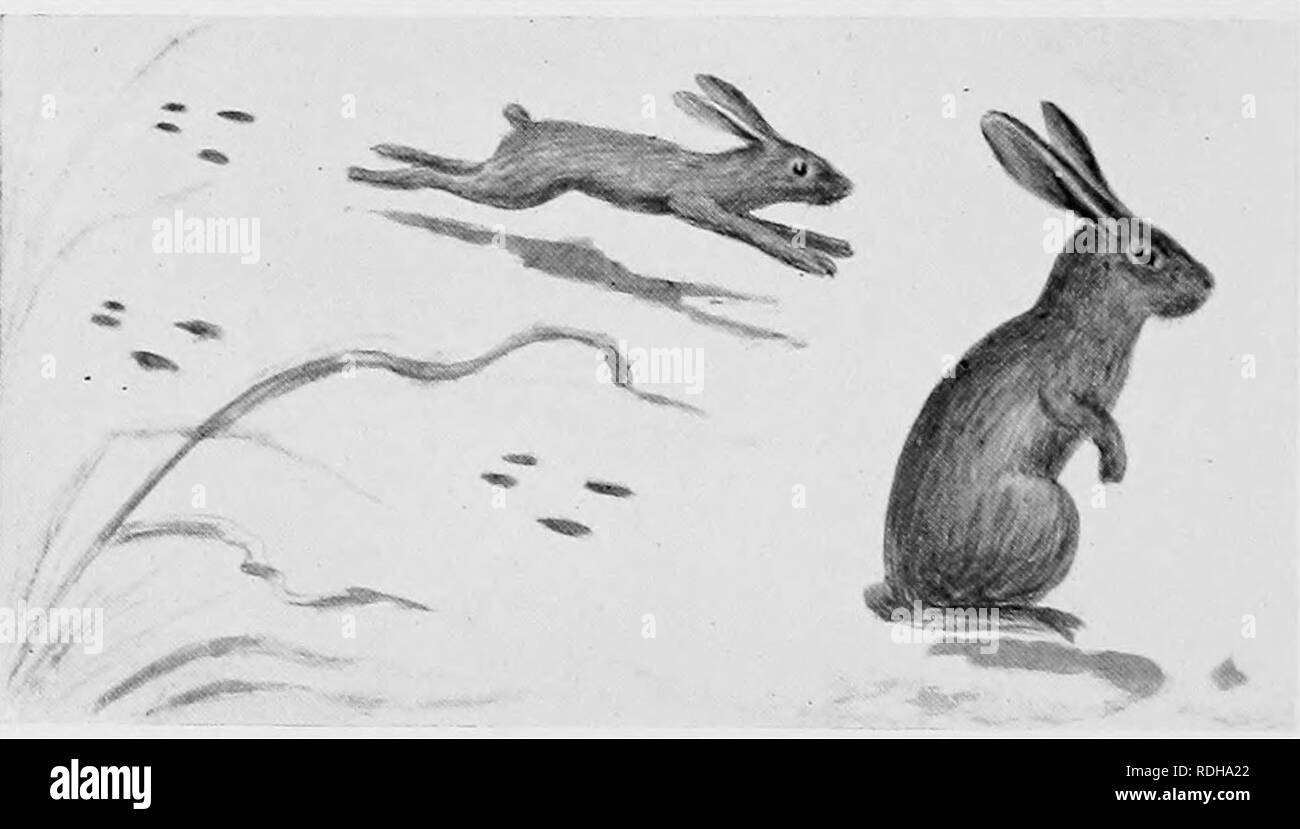 I like it here rabbit Black and White Stock Photos & Images - Alamy