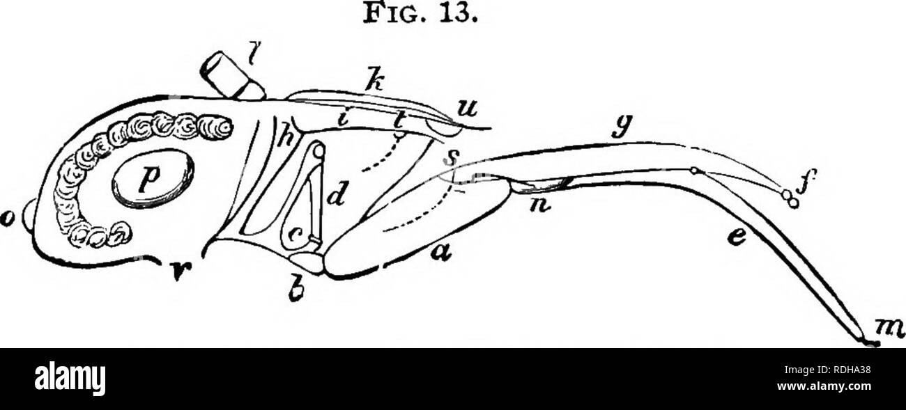 Anatomy of insects Black and White Stock Photos & Images - Alamy