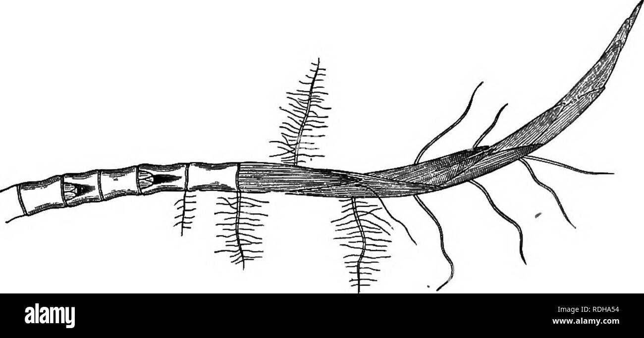 Subterranean stem Black and White Stock Photos & Images - Alamy