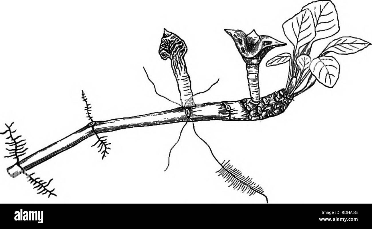 . An elementary text-book of botany, for the use of Japanese students ...