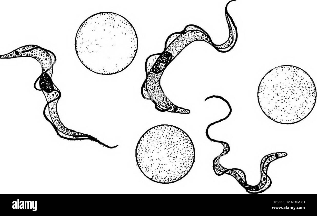 Lymphatic vessel microscope hi-res stock photography and images - Alamy