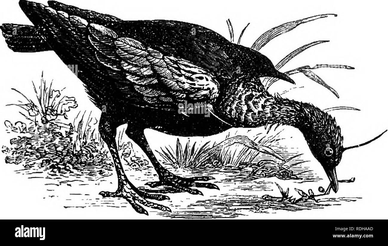 Horned screamer bird Black and White Stock Photos & Images - Alamy