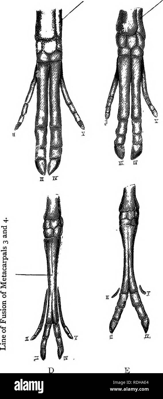 . Elementary text-book of zoology. MAMMALIA, S17 Fig. 391.—Manus of ...