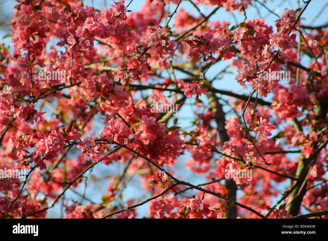 Flowering Crab Apple Tree, Ohio Stock Photo - Alamy