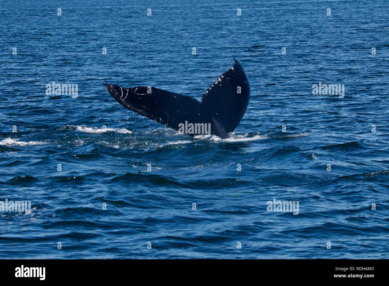 Whale pod ship hi-res stock photography and images - Alamy