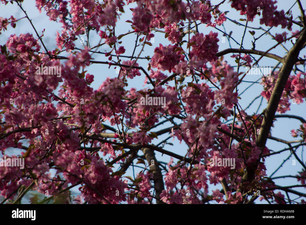 Flowering Crab Apple Tree, Ohio Stock Photo - Alamy