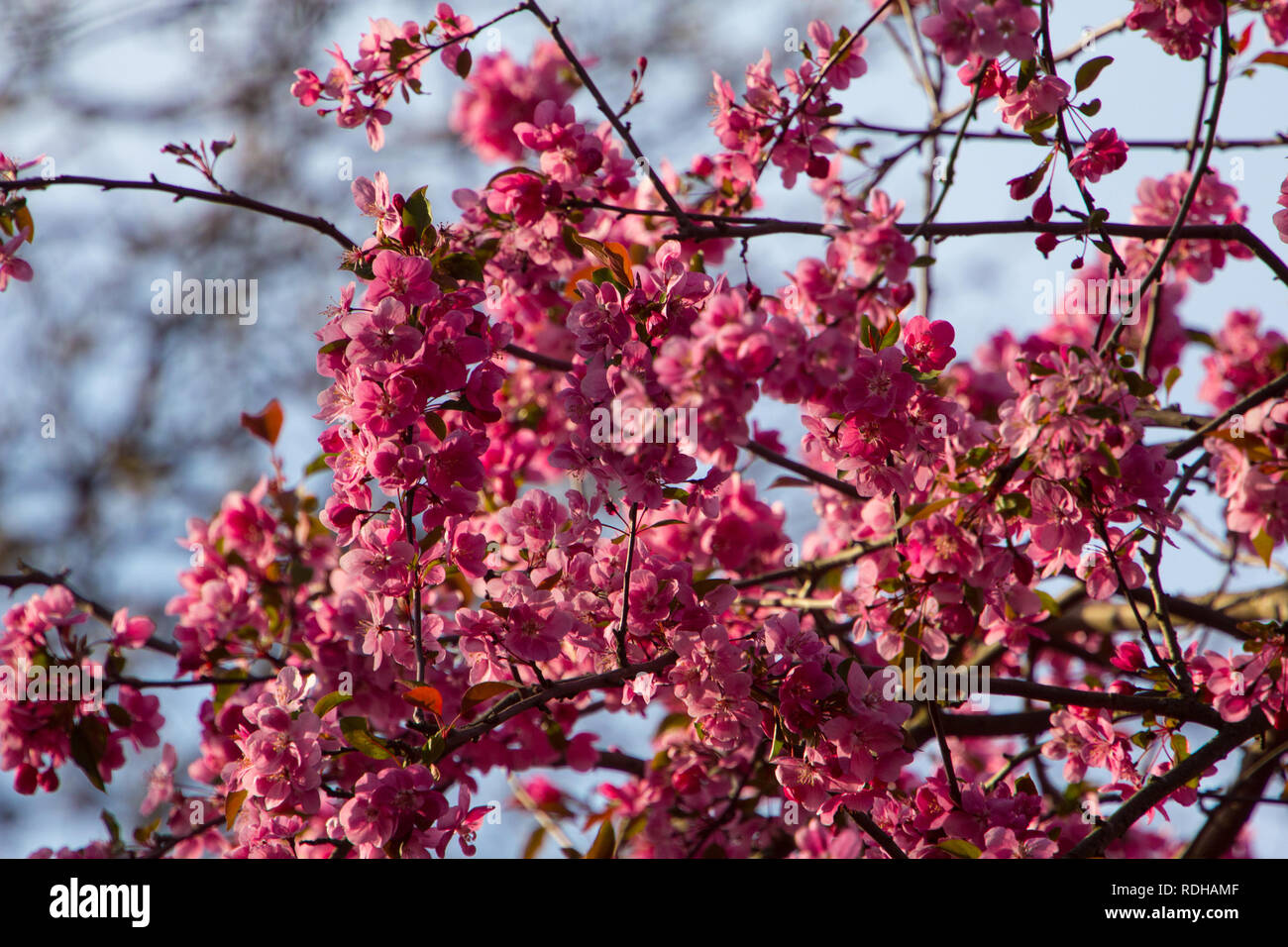 Flowering Crab Apple Tree, Ohio Stock Photo - Alamy
