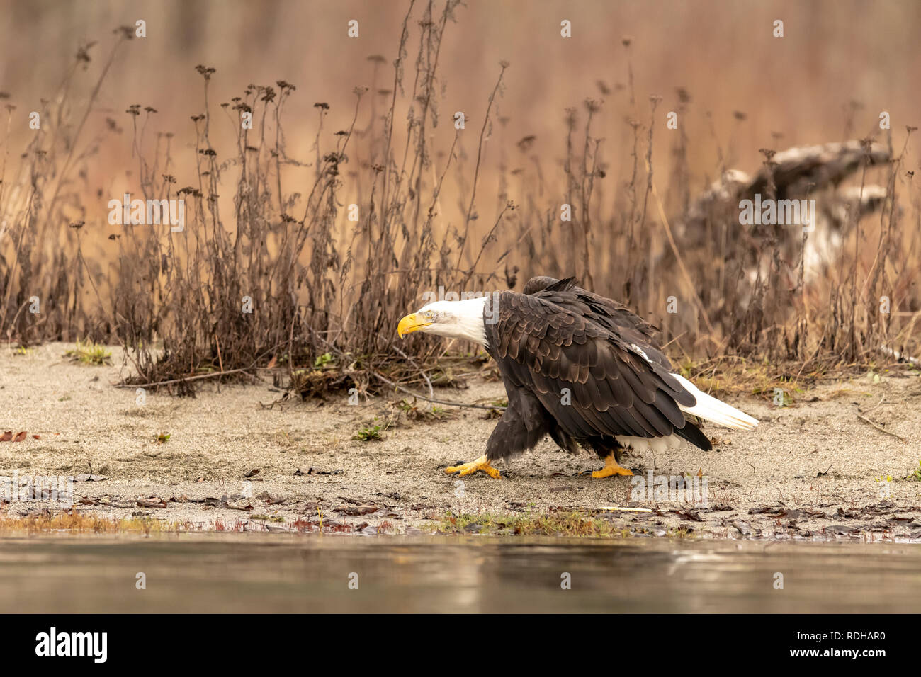 Skulking bird species hi-res stock photography and images - Alamy