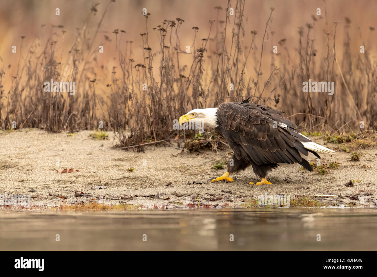 Skulking Bald eagle (Haliaeetus leucocephalus) in Pacific Northwest ...