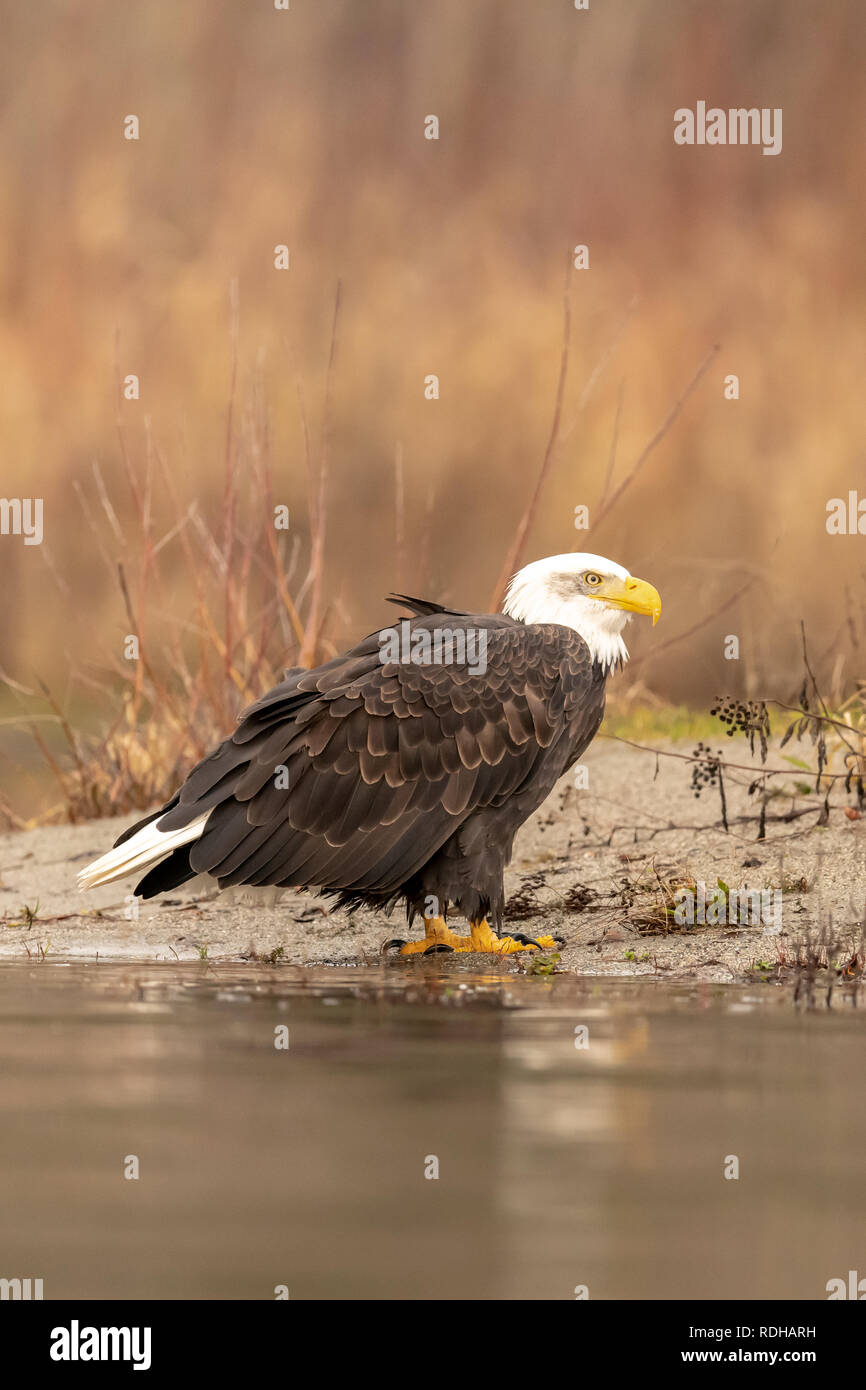 Skulking Bald eagle (Haliaeetus leucocephalus) in Pacific Northwest ...