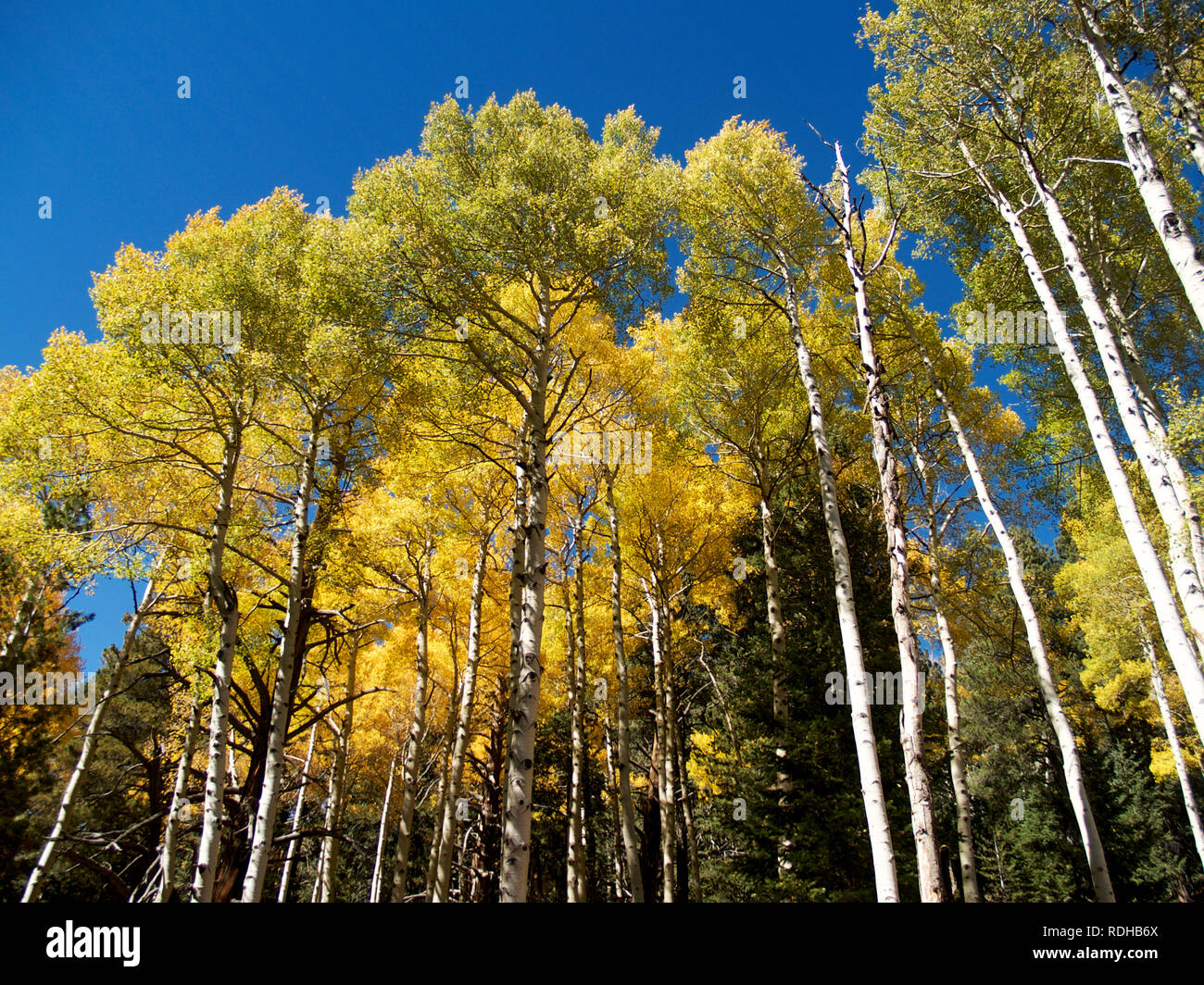 Tall fall hi-res stock photography and images - Alamy