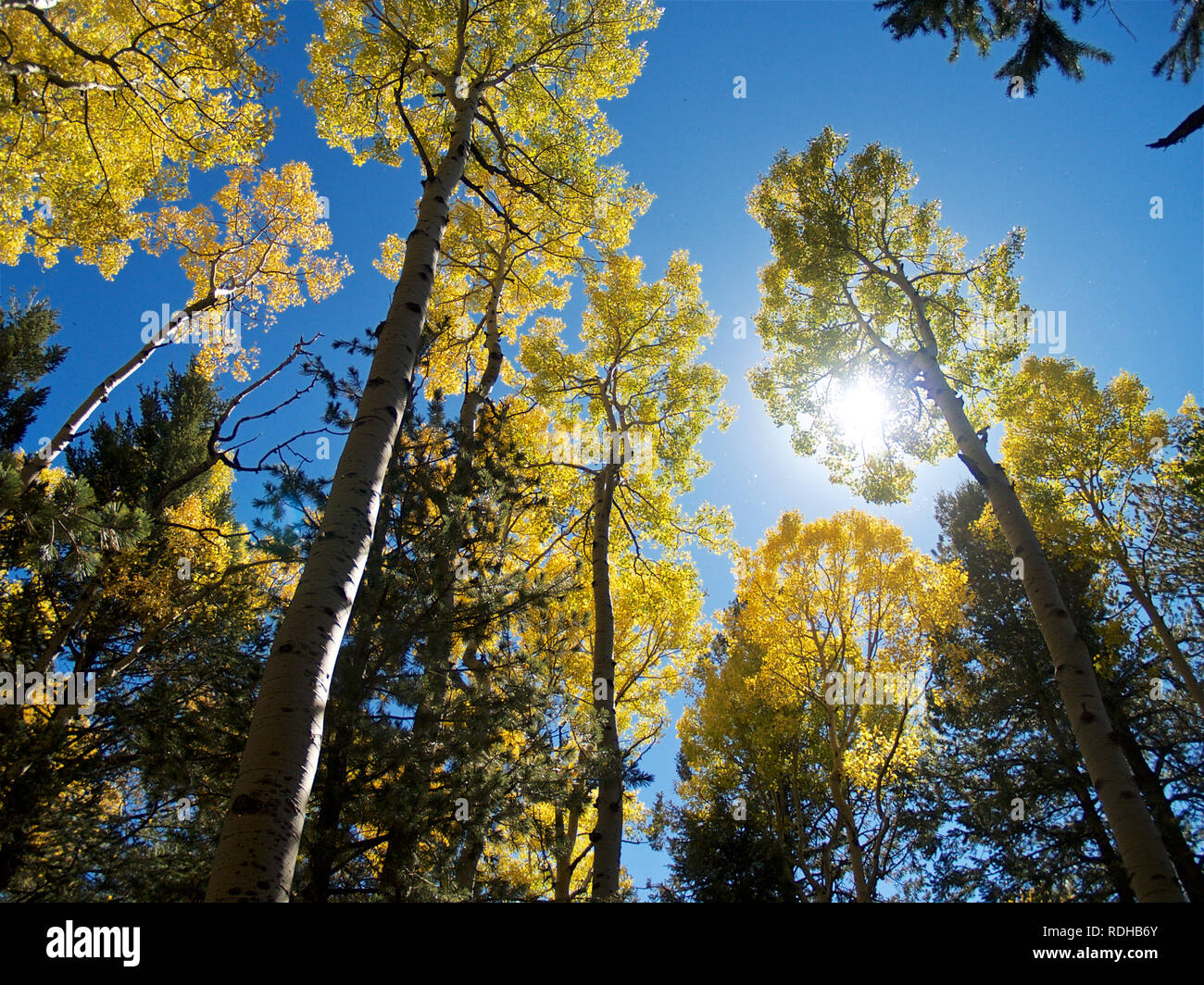 Aspen fall colors hi-res stock photography and images - Alamy