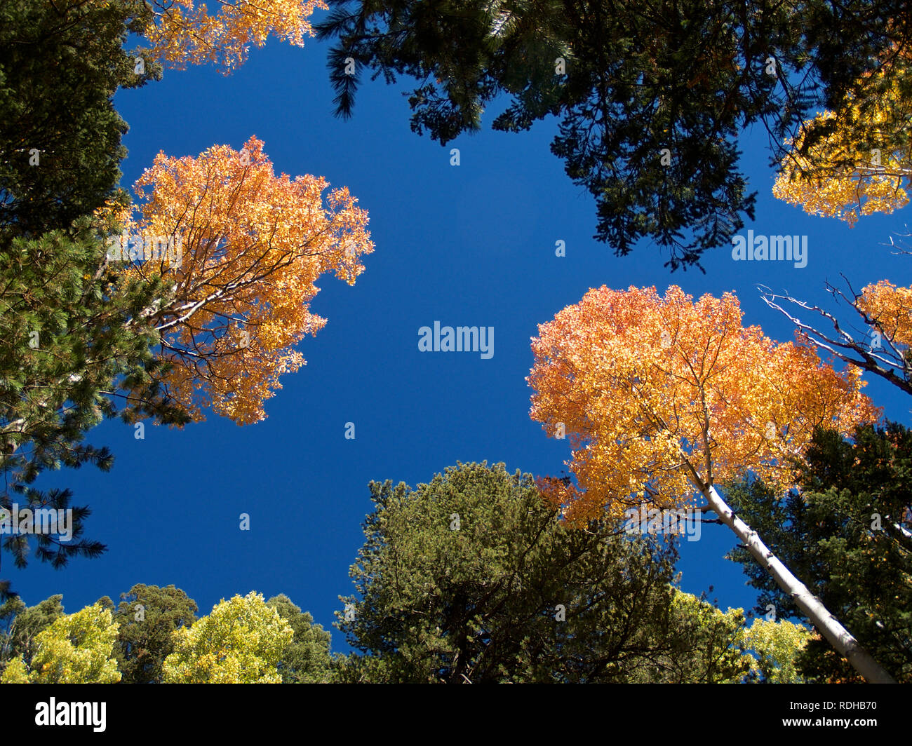 Trees change colors hi-res stock photography and images - Alamy