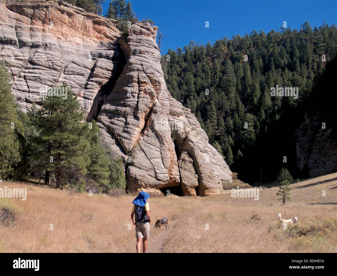 Hiking in the forest Stock Photo - Alamy