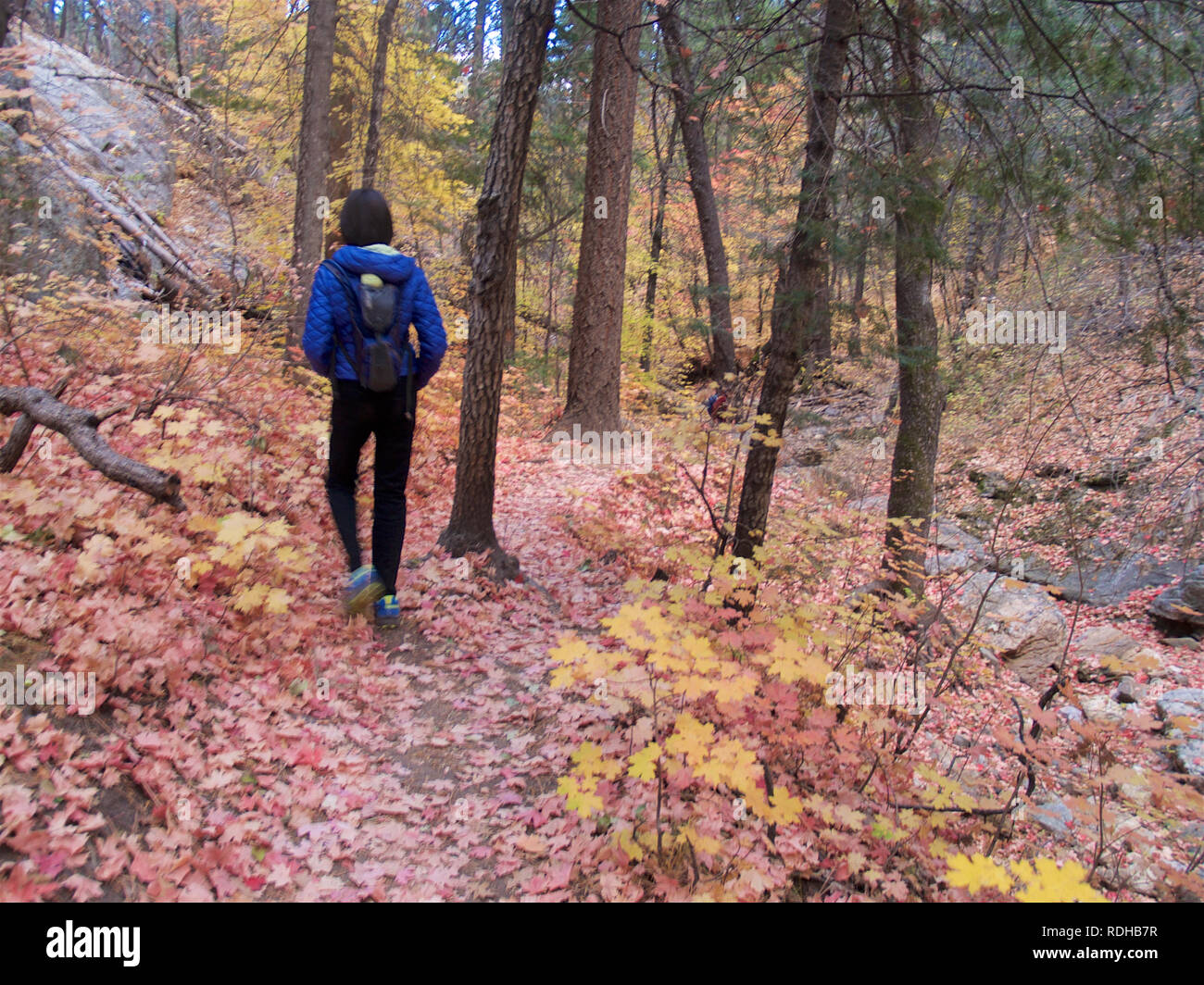 Hiking fall forest hi-res stock photography and images - Alamy