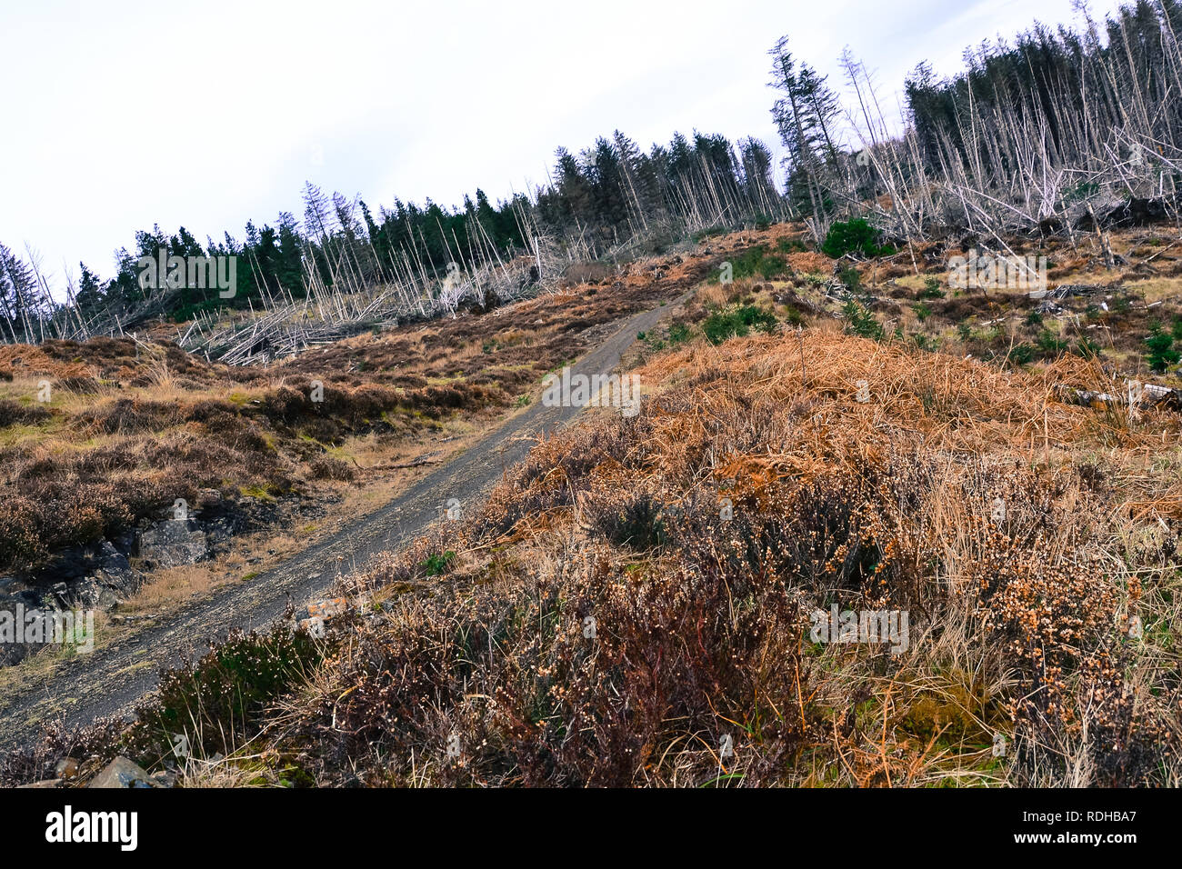 Broken trees in a forest after wind storm Stock Photo - Alamy