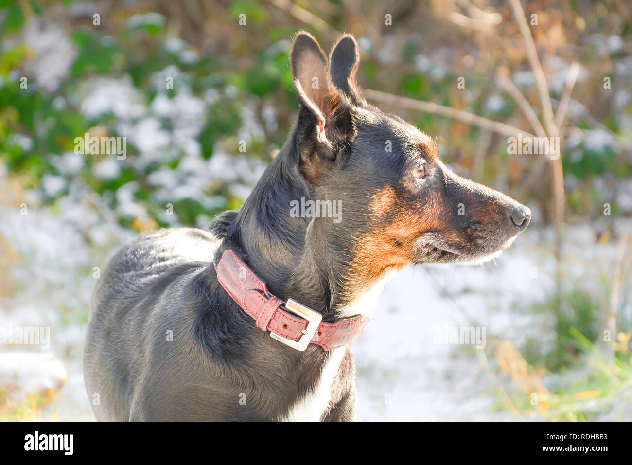 Sad old dog isolated. Mongrel breed with depressed eyes. Pet waiting ...