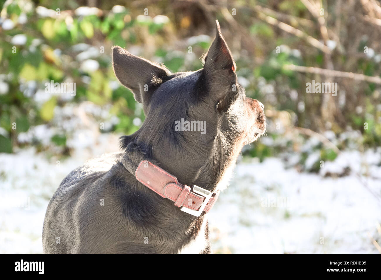 Sad old dog isolated. Mongrel breed with depressed eyes. Pet waiting ...