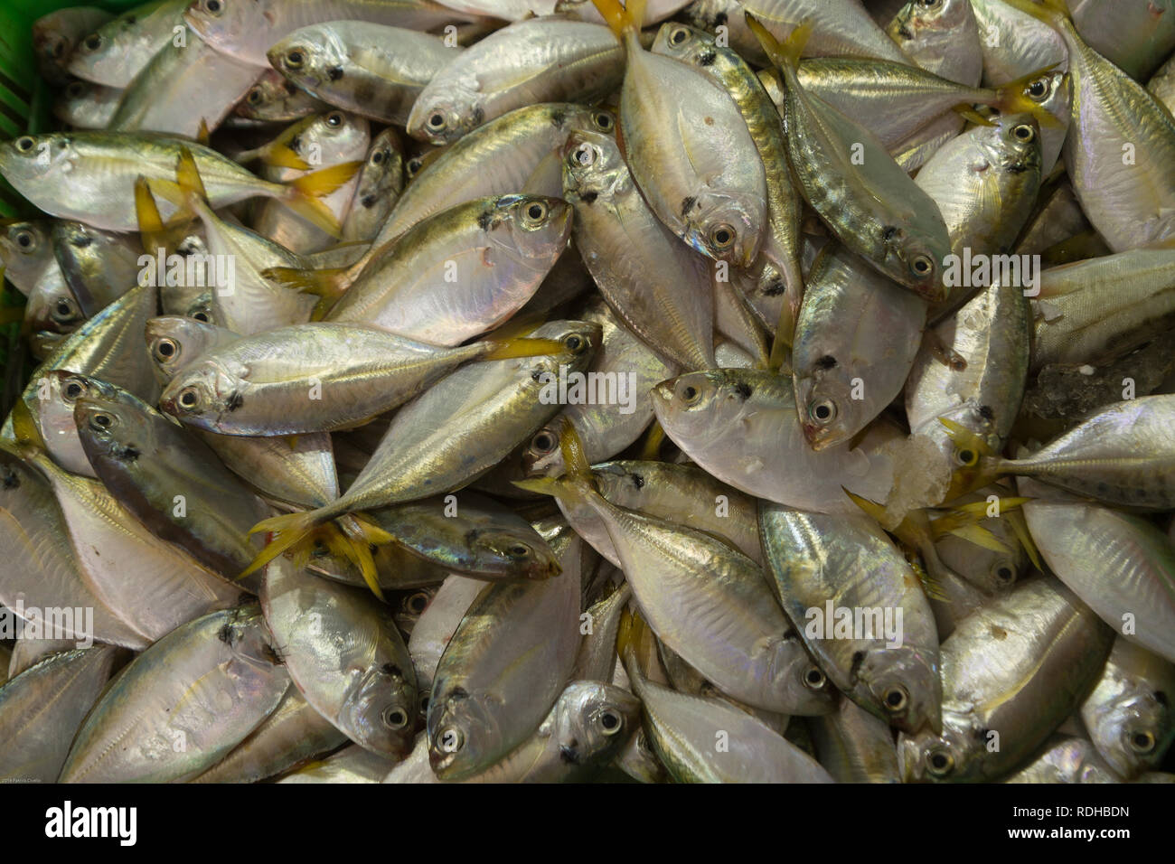 Above view of a container of fresh silvery scaled fish. Good for ...