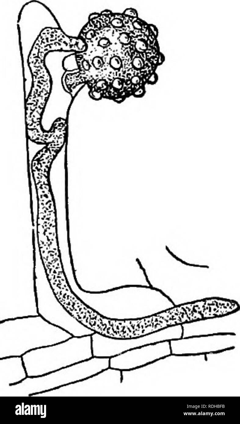 3 lobed stigma Black and White Stock Photos & Images - Alamy