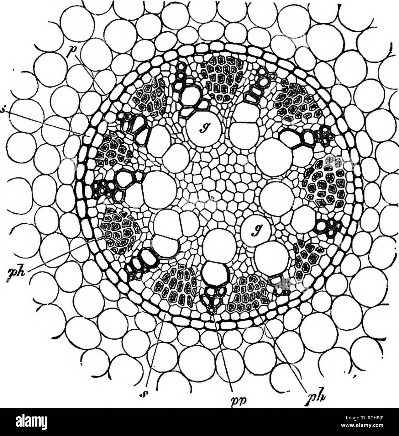 Plant root transverse section hi-res stock photography and images - Alamy