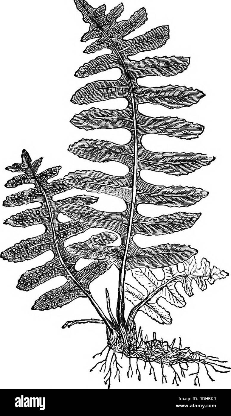 . Outlines of plant life : with special reference to form and function ...