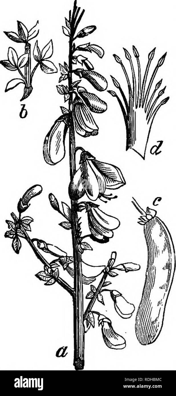 Polypetalous High Resolution Stock Photography and Images - Alamy