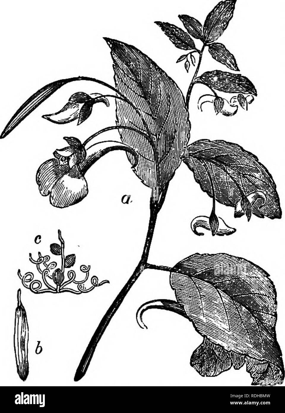 Clematis and hydrangea Black and White Stock Photos & Images - Alamy