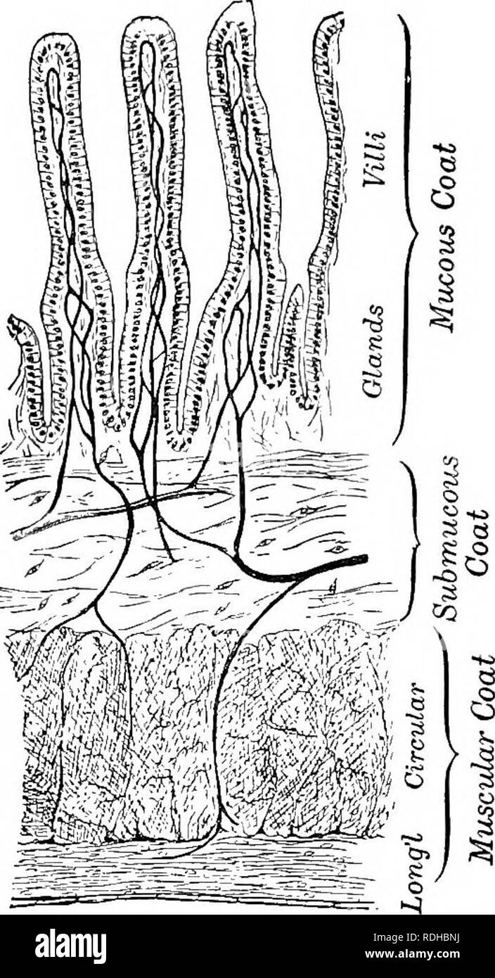Cecum Black and White Stock Photos & Images - Alamy