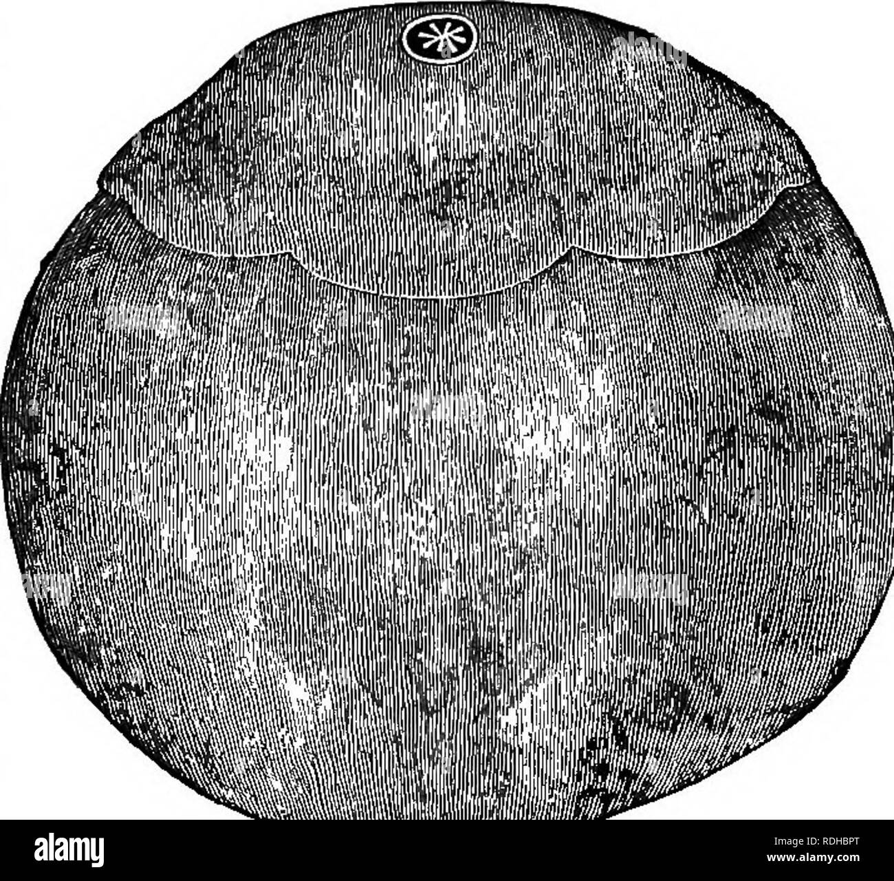 Five finger plant Black and White Stock Photos & Images - Alamy