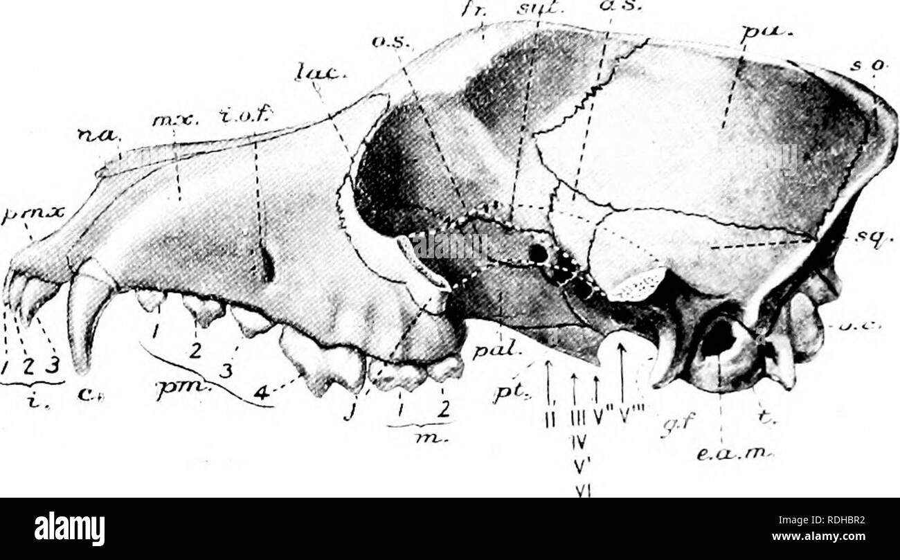 Zygomatic arch Black and White Stock Photos & Images - Alamy