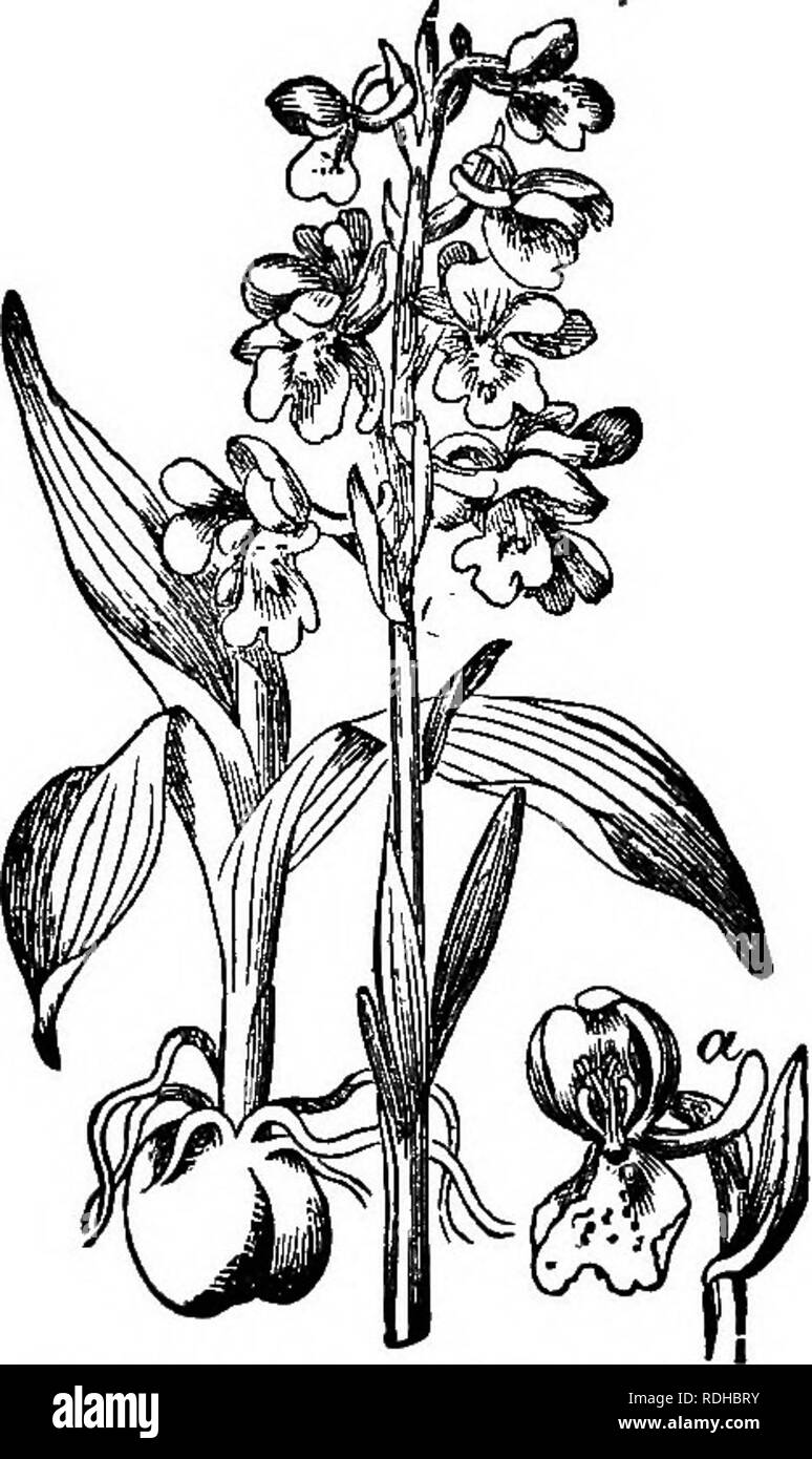 Petaloid structure Black and White Stock Photos & Images - Alamy