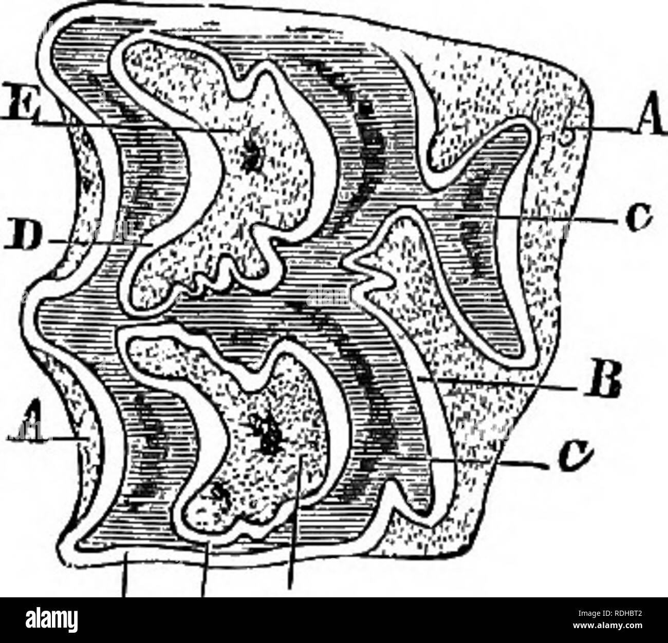 Abomasum Black and White Stock Photos & Images - Alamy