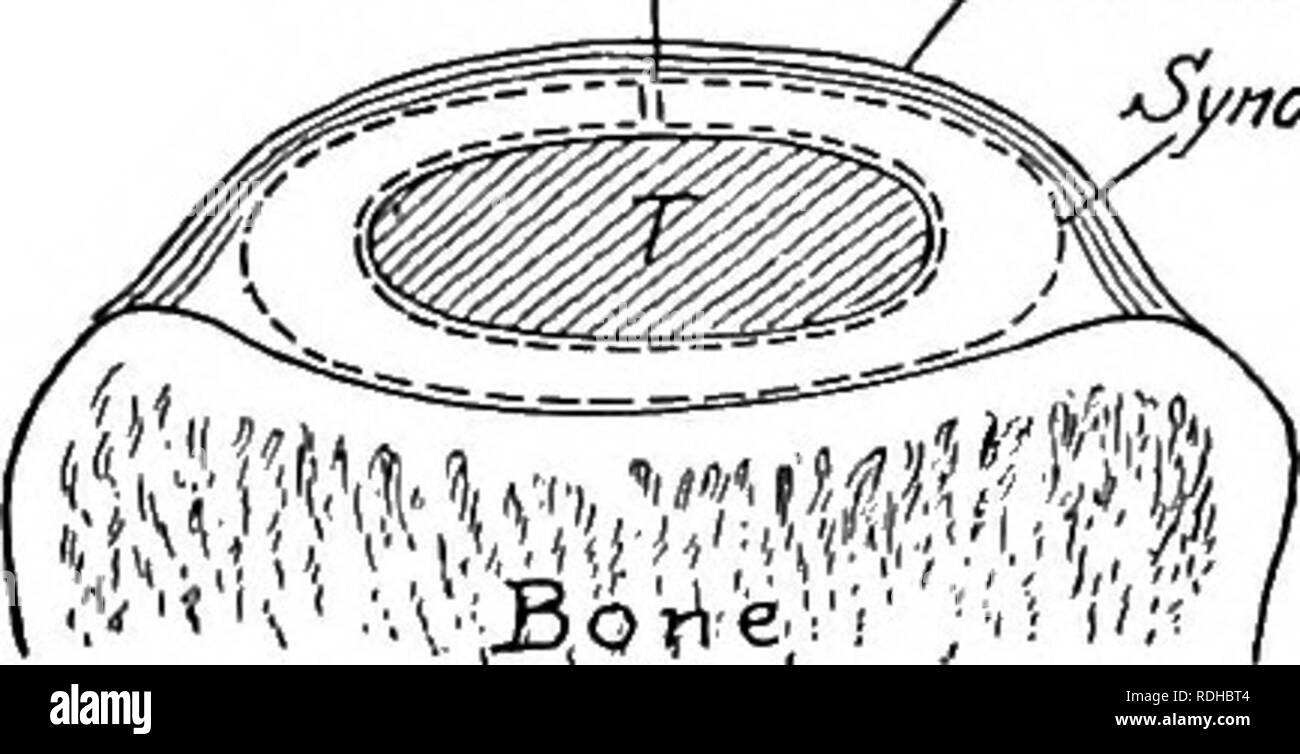 . The horse in health and disease : a text-book pertaining to ...