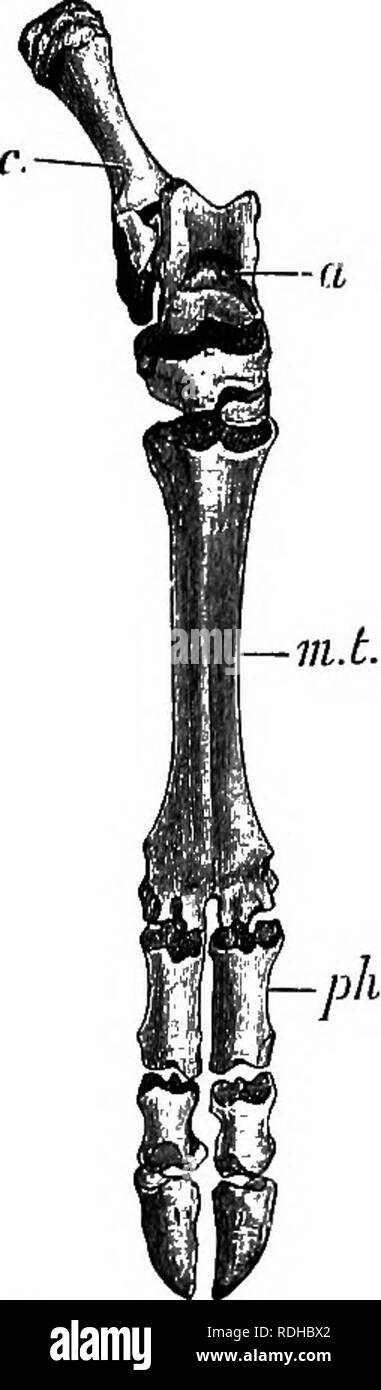 Unguligrade hi-res stock photography and images - Alamy