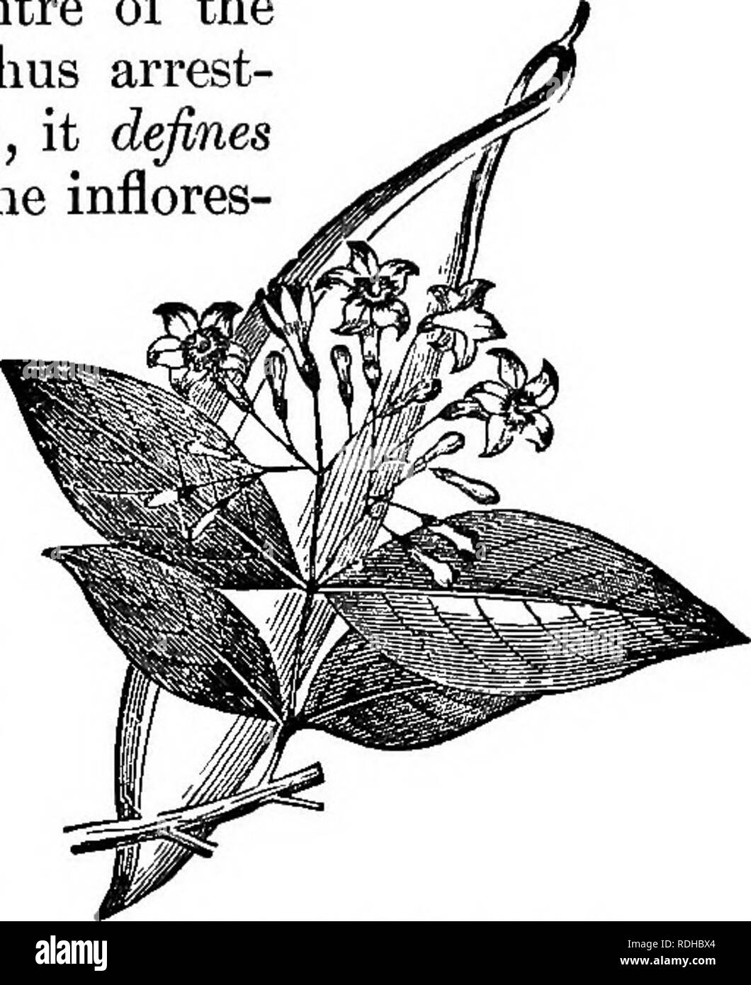 Racemose corymb Black and White Stock Photos & Images - Alamy