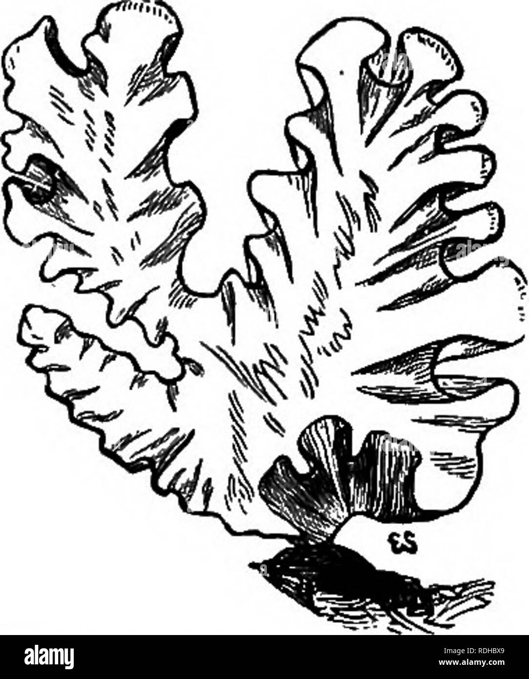 . Outlines of plant life : with special reference to form and function ...