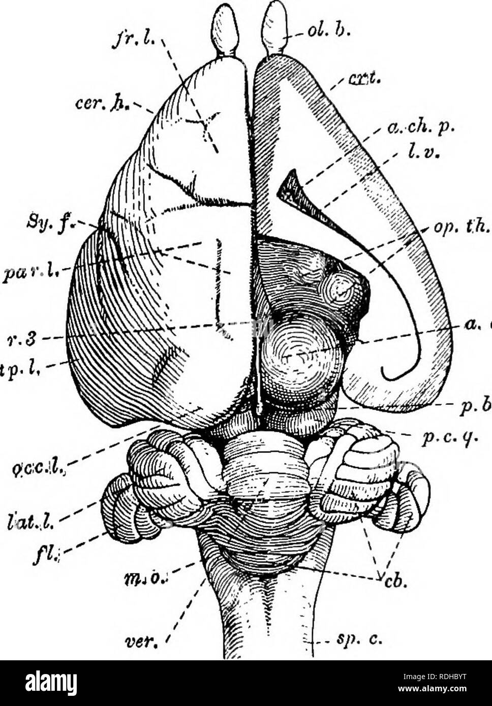 Flocculus High Resolution Stock Photography and Images - Alamy