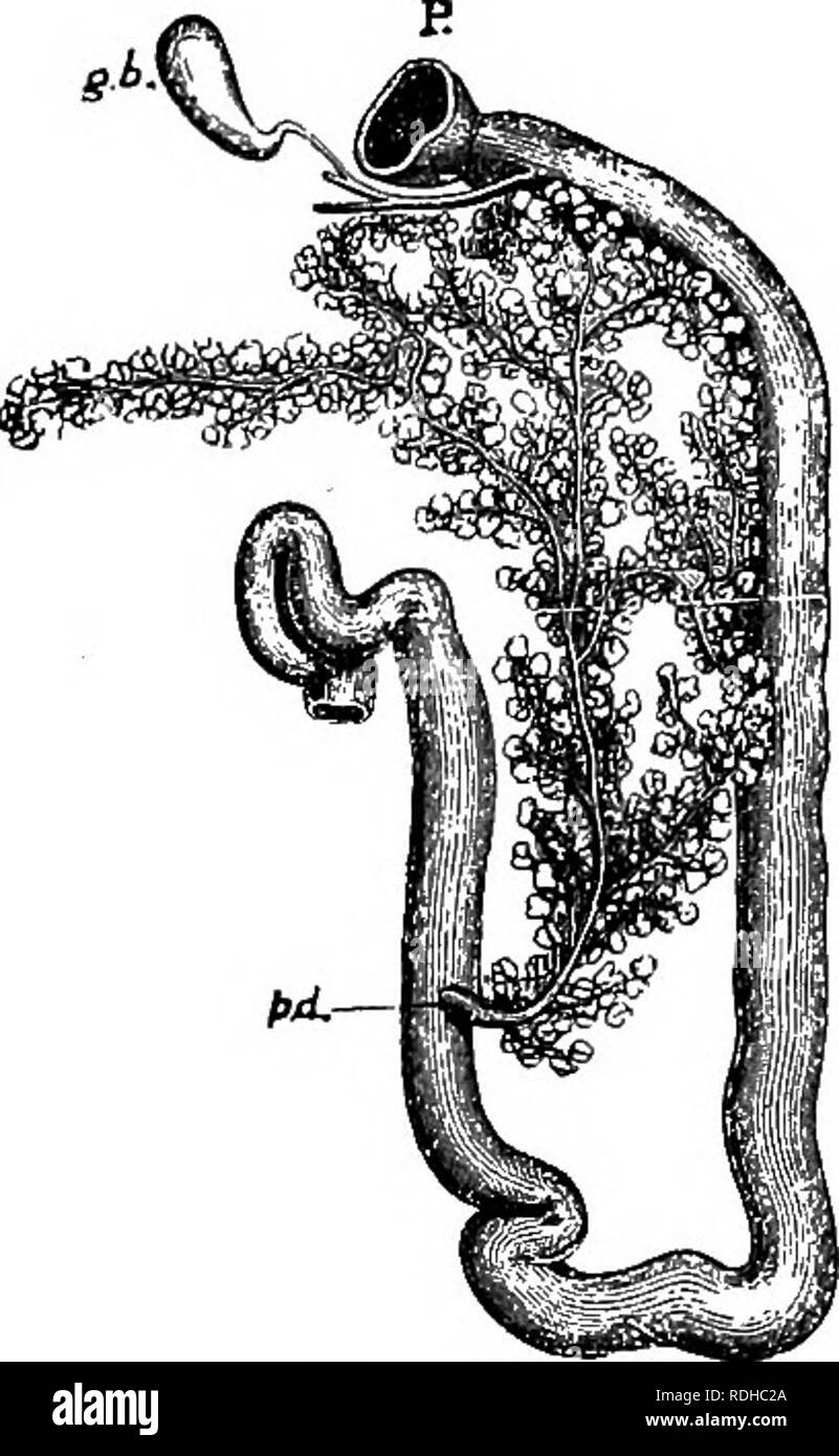 Saliva enzyme Black and White Stock Photos & Images - Alamy