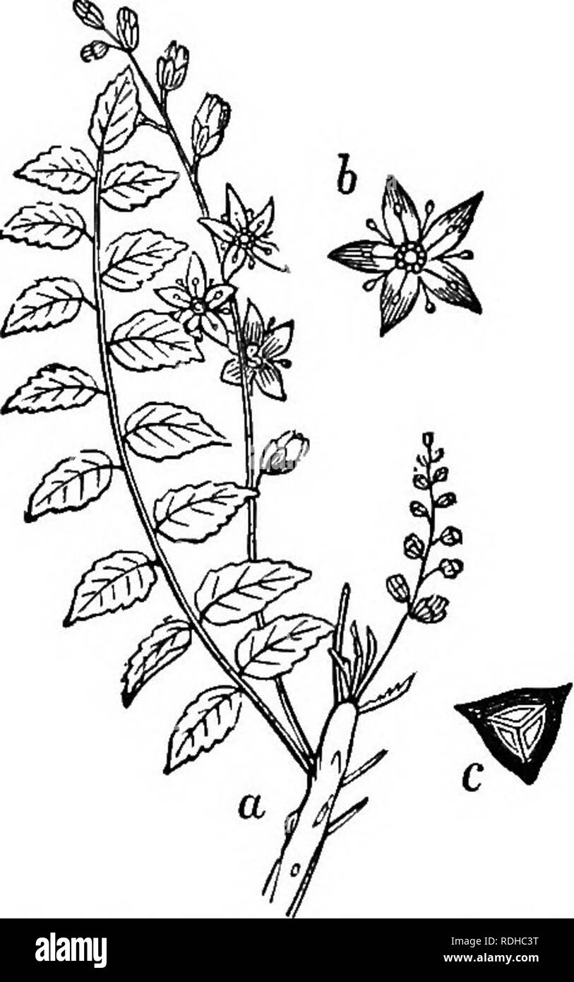 Incised leaves Black and White Stock Photos & Images - Alamy