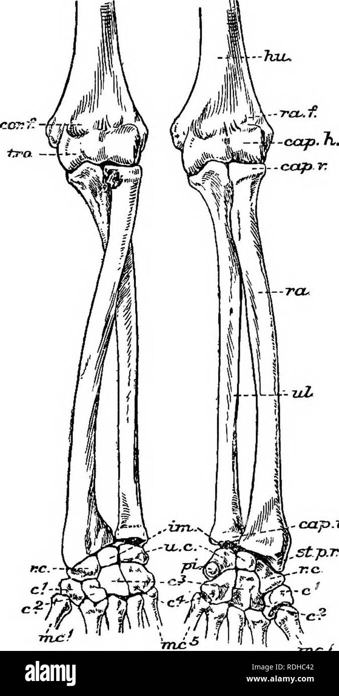 Supination Black and White Stock Photos & Images - Alamy