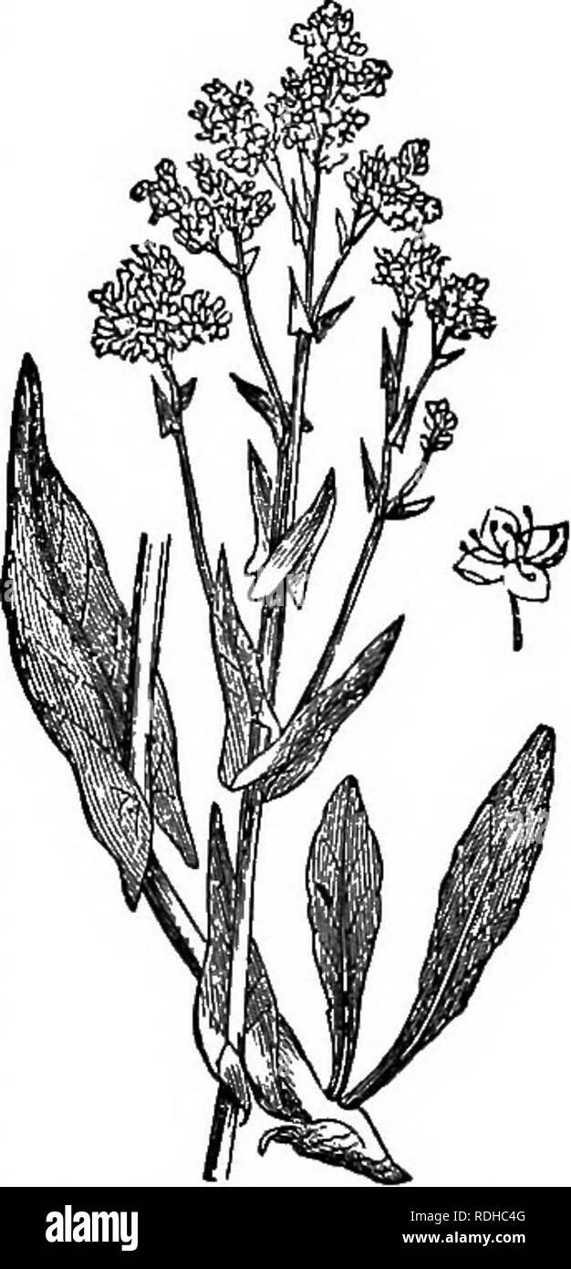 . Botany for academies and colleges: consisting of plant development ...