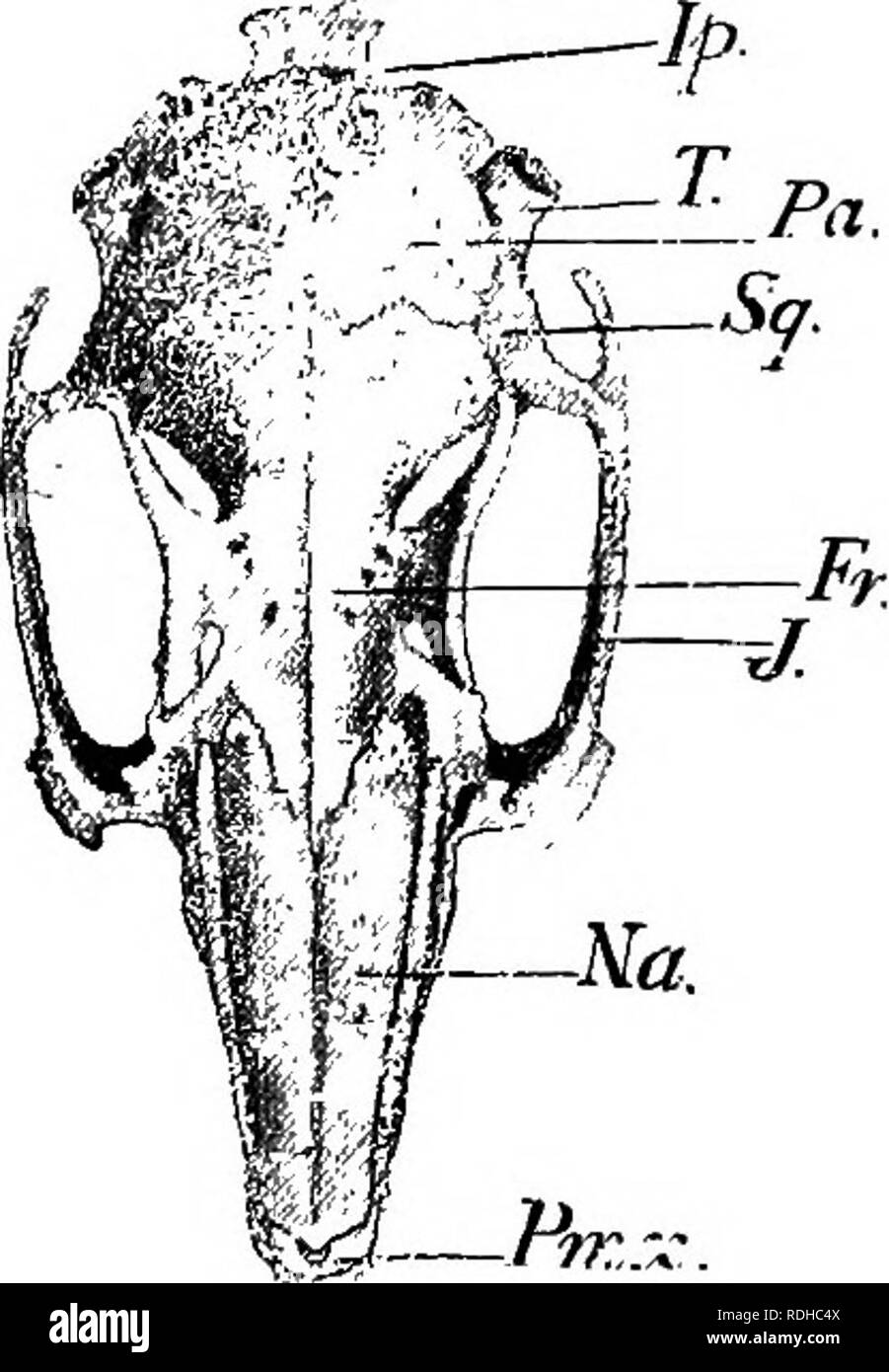. A manual of elementary zoology . Zoology. THE RABBIT 431 ^a». a ...