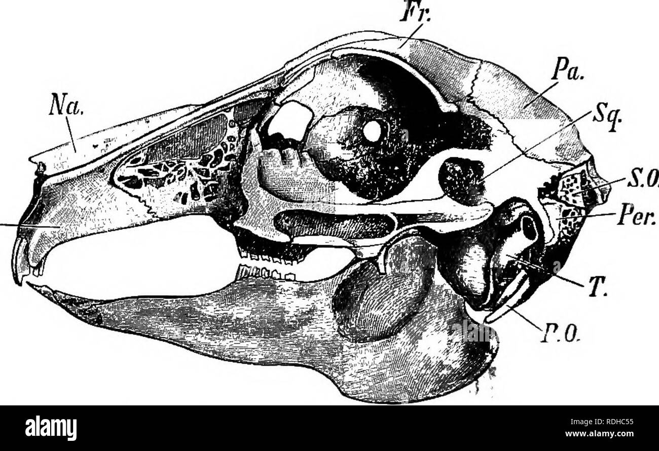 Tympanic membrane Black and White Stock Photos & Images - Alamy