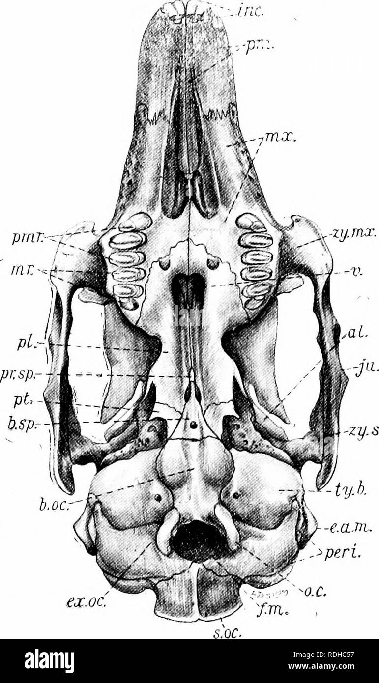 . A manual of elementary zoology . Zoology. THE RABBIT 429. Fig. 313.—A ...
