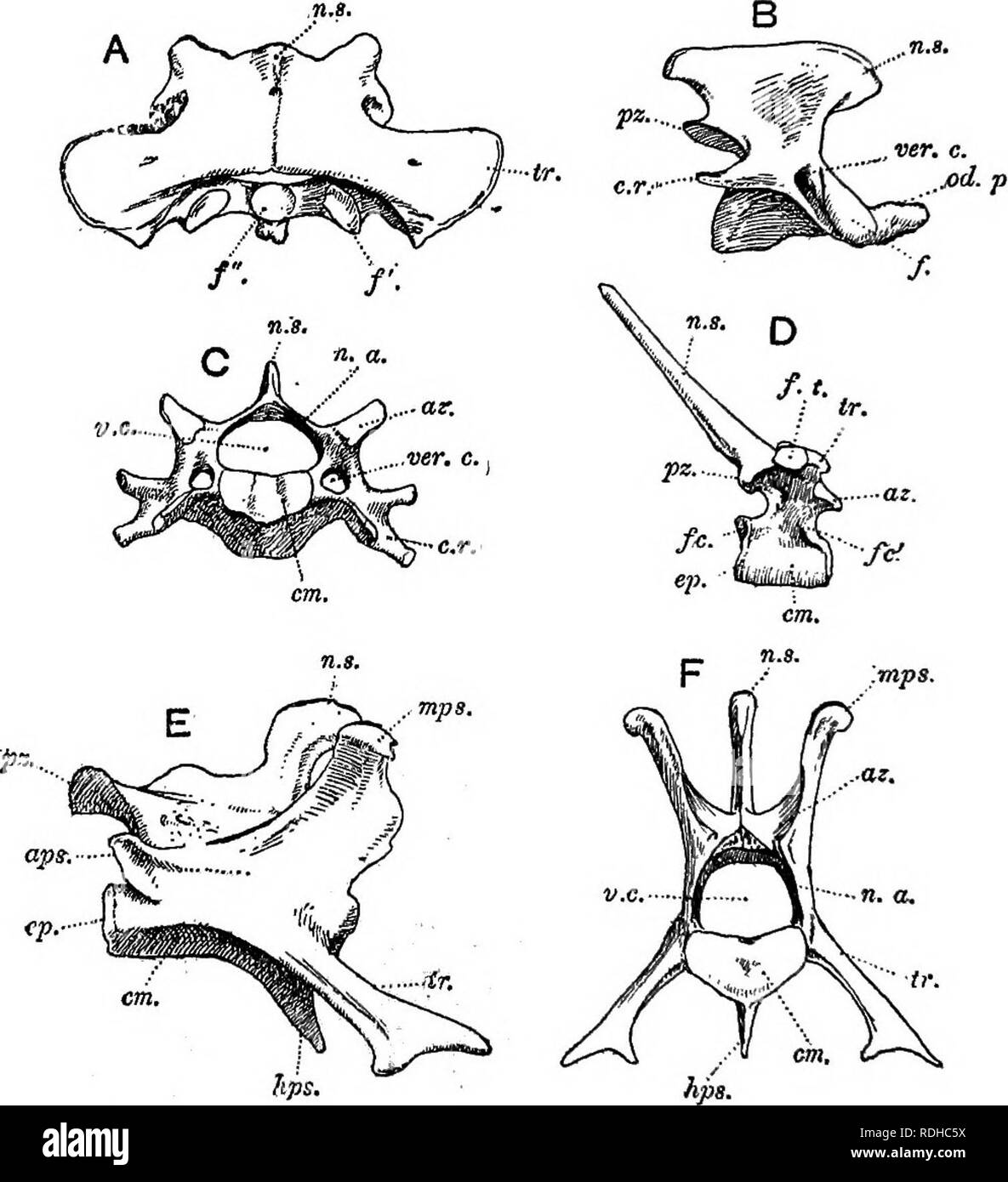 . A manual of elementary zoology . Zoology. 424 MANUAL OF ELEMENTARY ...